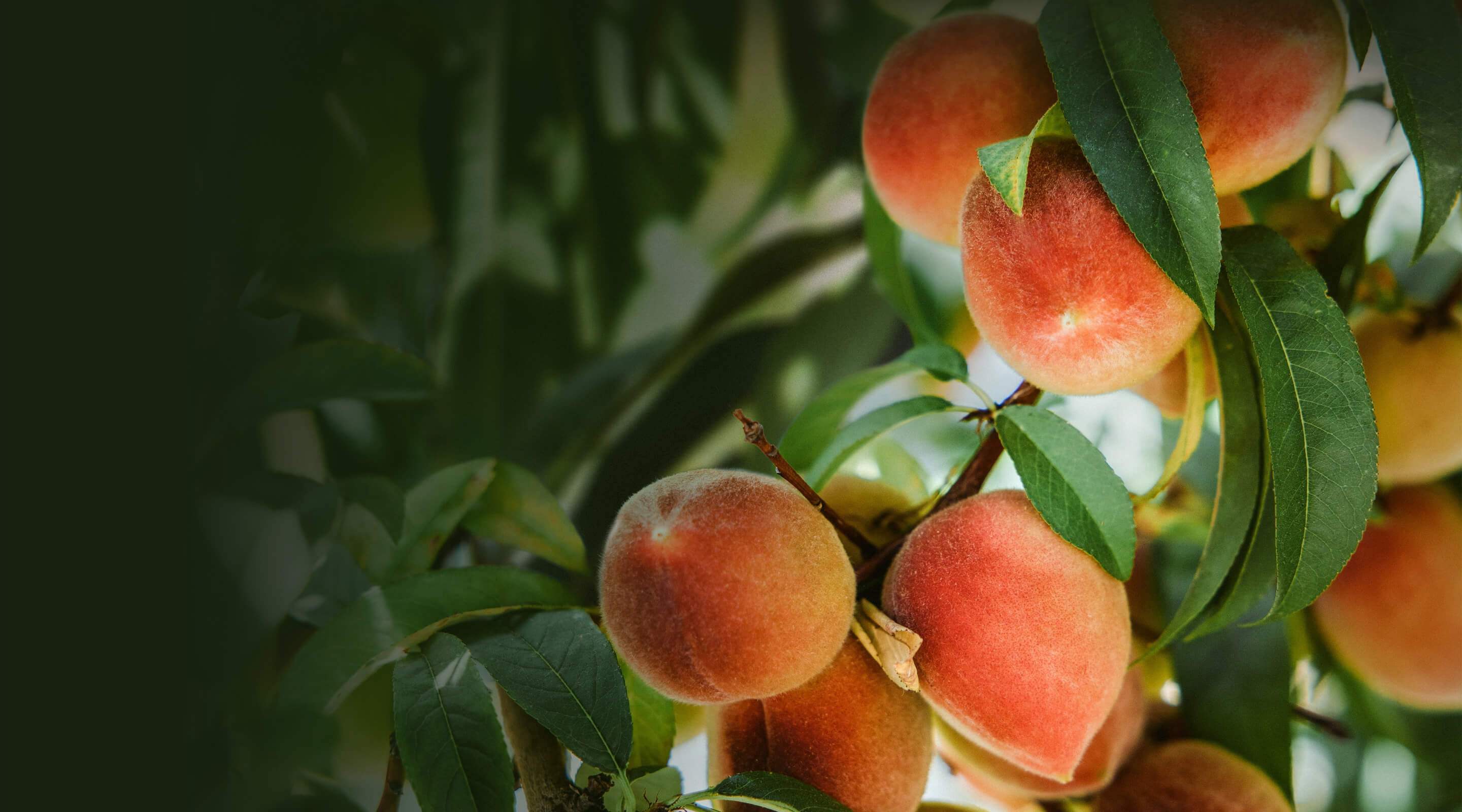 Del Monte Canada | Quality Fruits and Vegetables